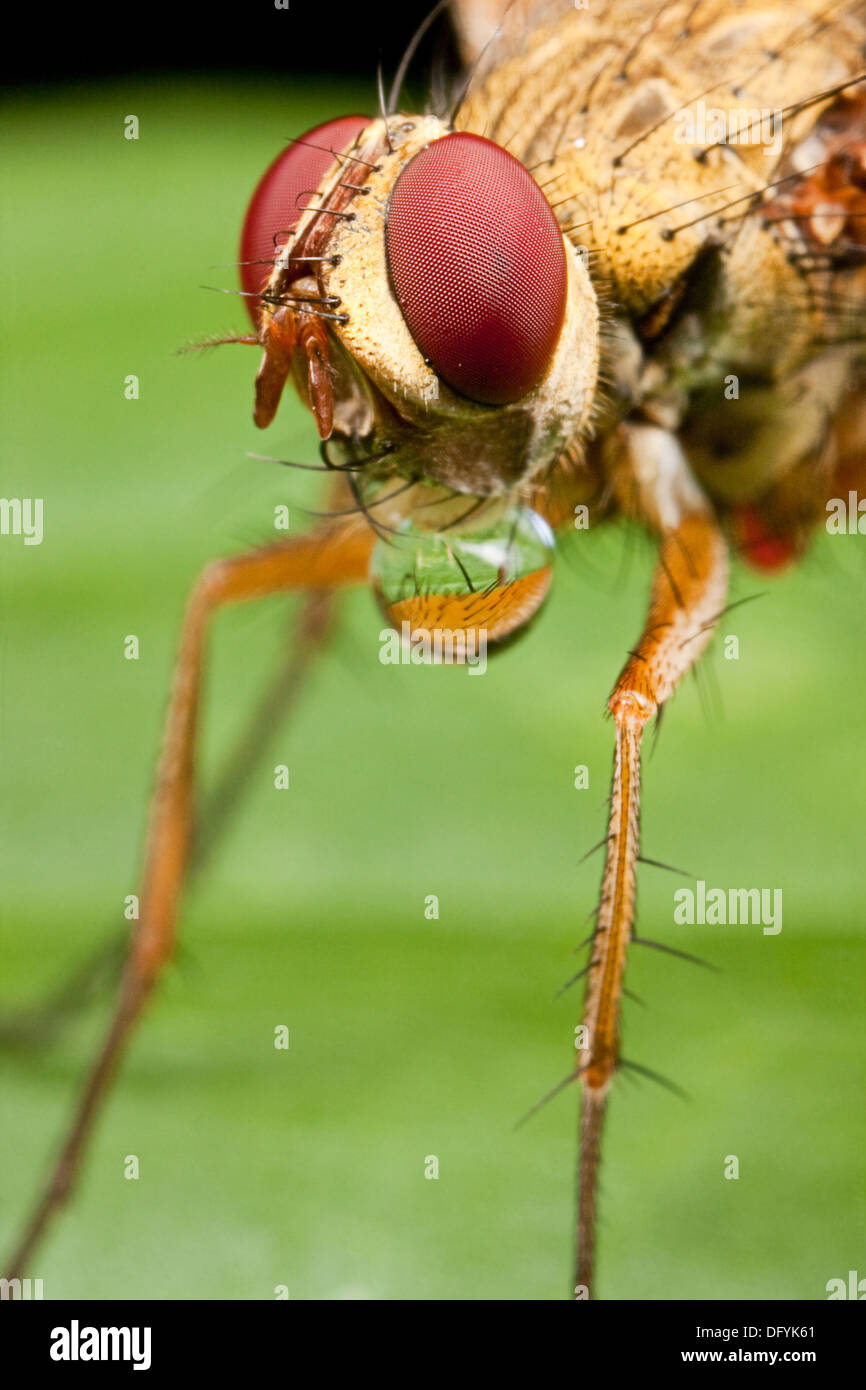 Bubbling fly hi-res stock photography and images - Alamy