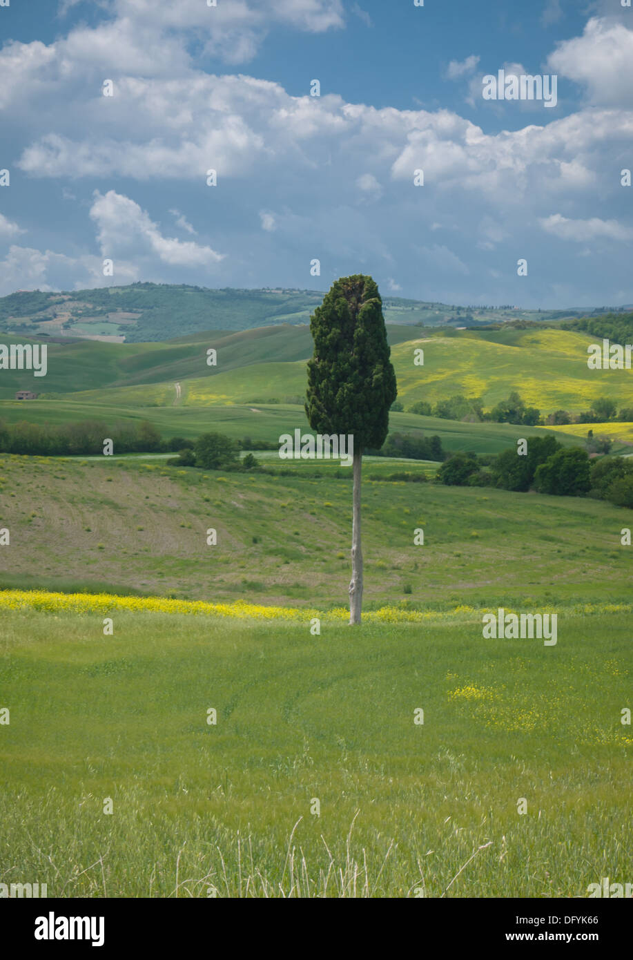 Single cypress tree hi-res stock photography and images - Alamy