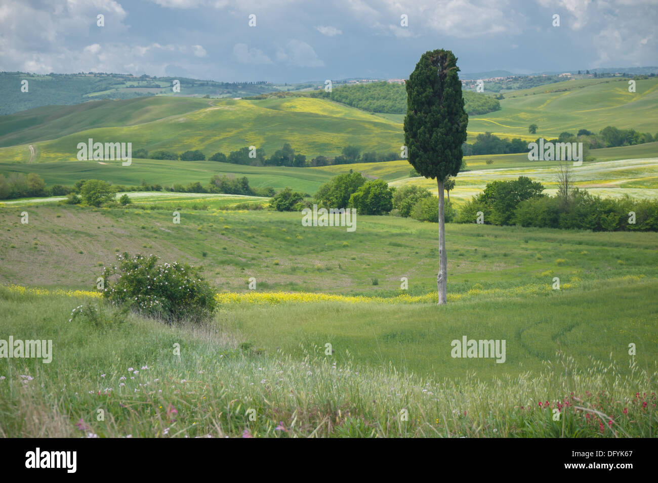 Single cypress tree in a wide open Tuscan landscape under a cloudy sky ...