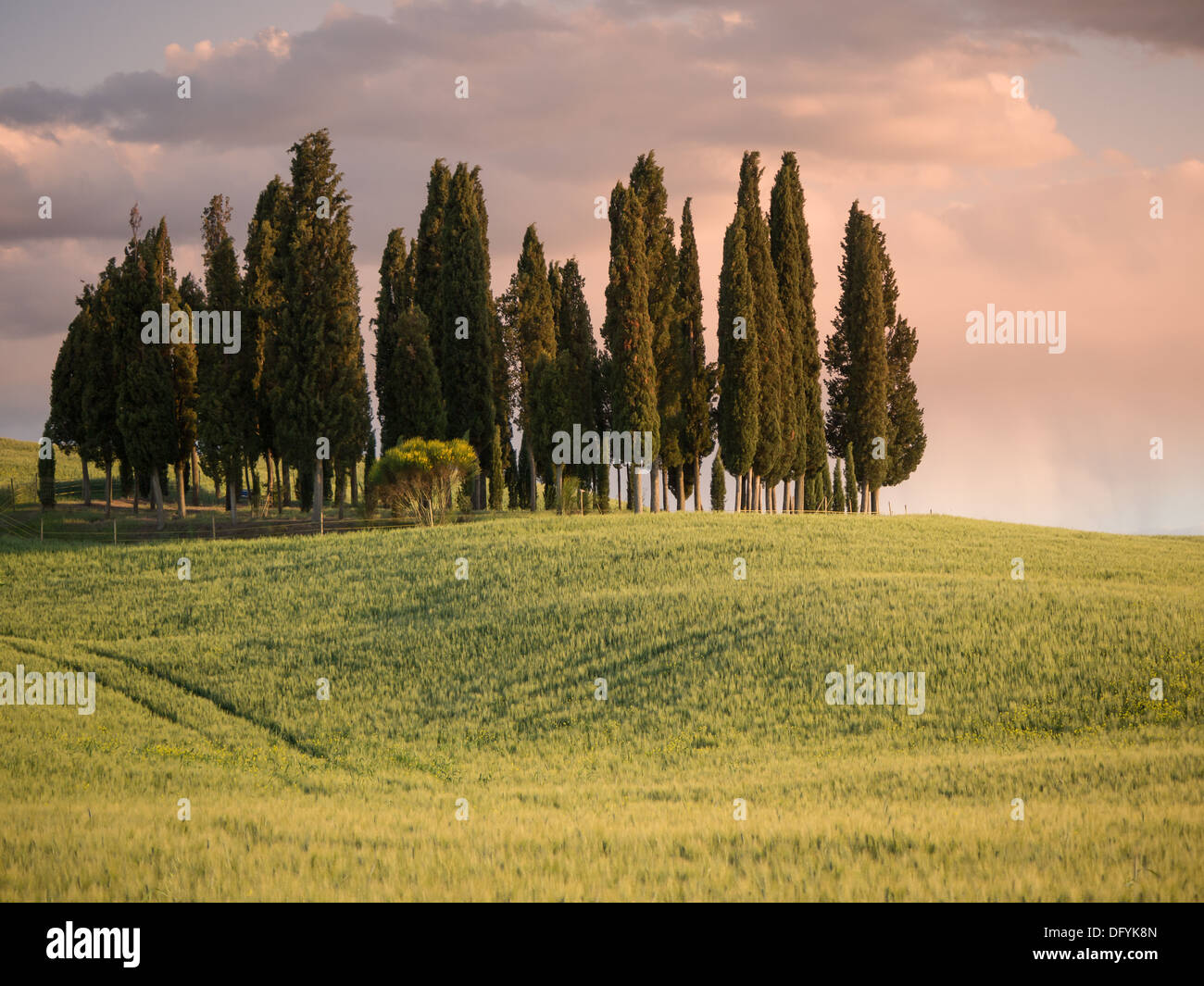 Group of cypress tree in Tuscan landscape of the Val d'Orcia as the sun ...