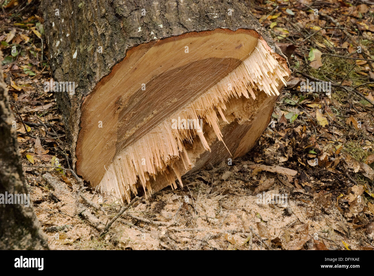 Cutting up felled trees into smaller pieces for removal Stock Photo - Alamy