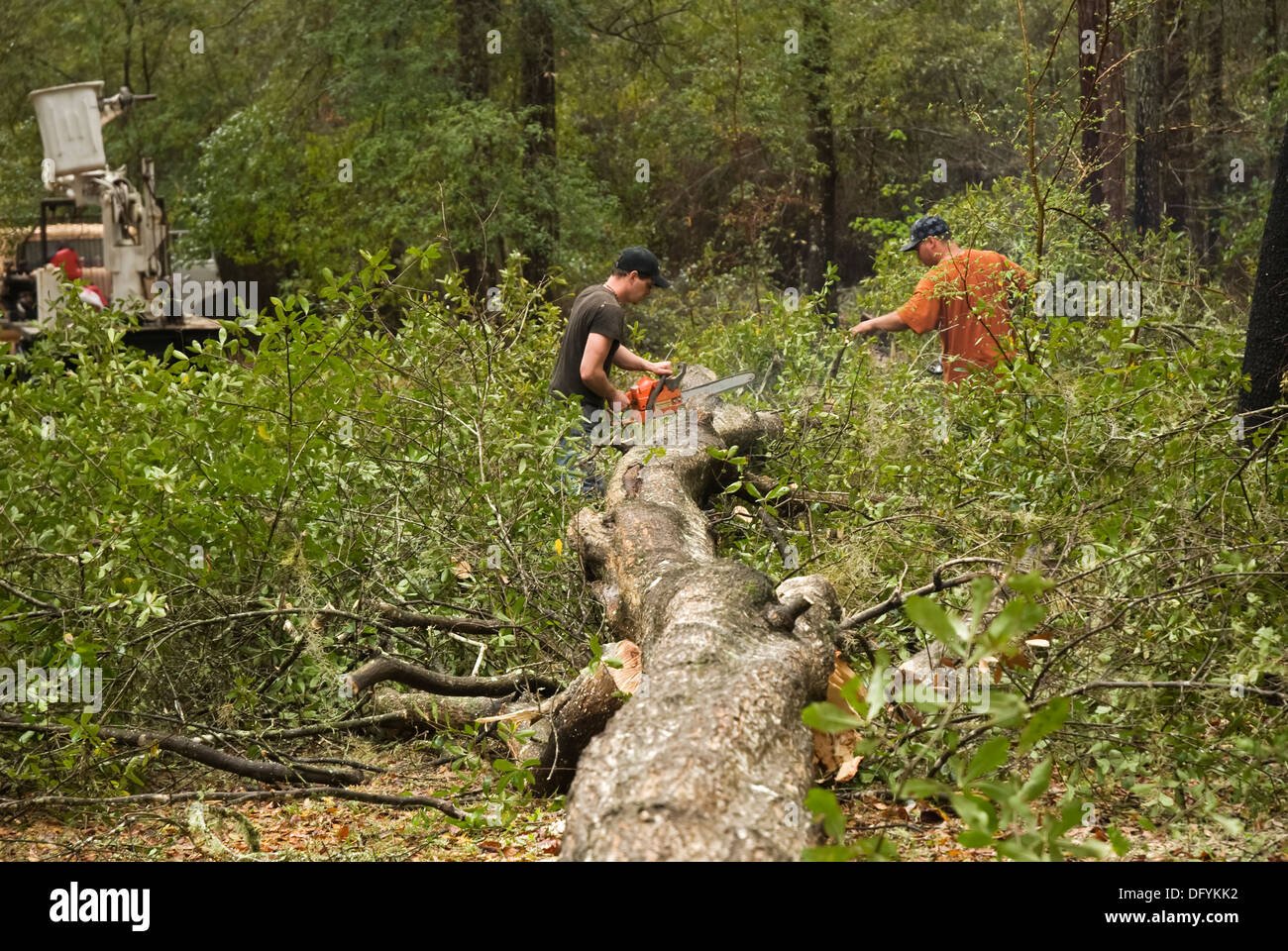 Professional cutting trees using hi-res stock photography and images ...