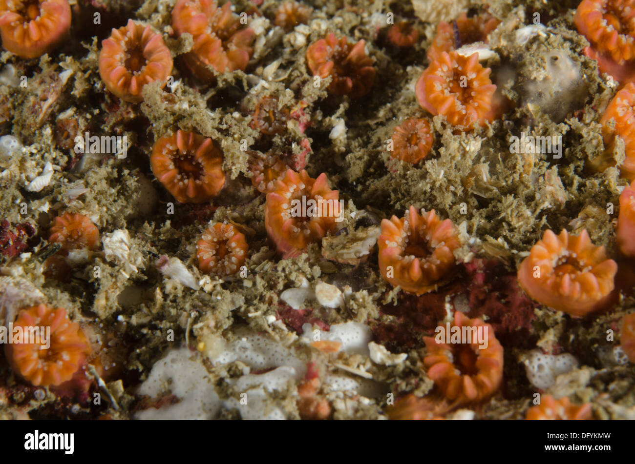 astrangia braziliensis reef coral underwater close up polyp at Laje de ...
