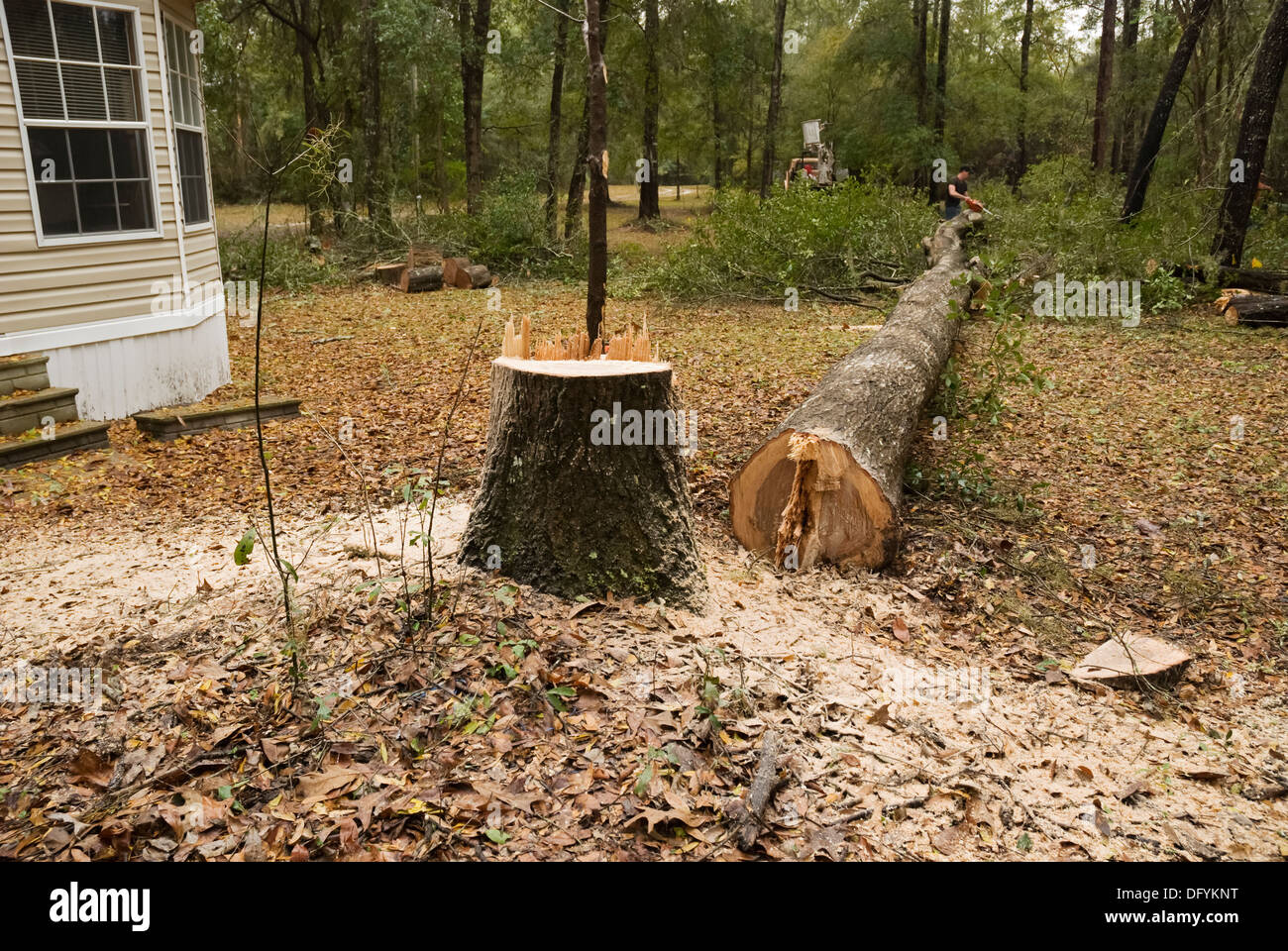 Cutting up felled trees into smaller pieces for removal Stock Photo - Alamy