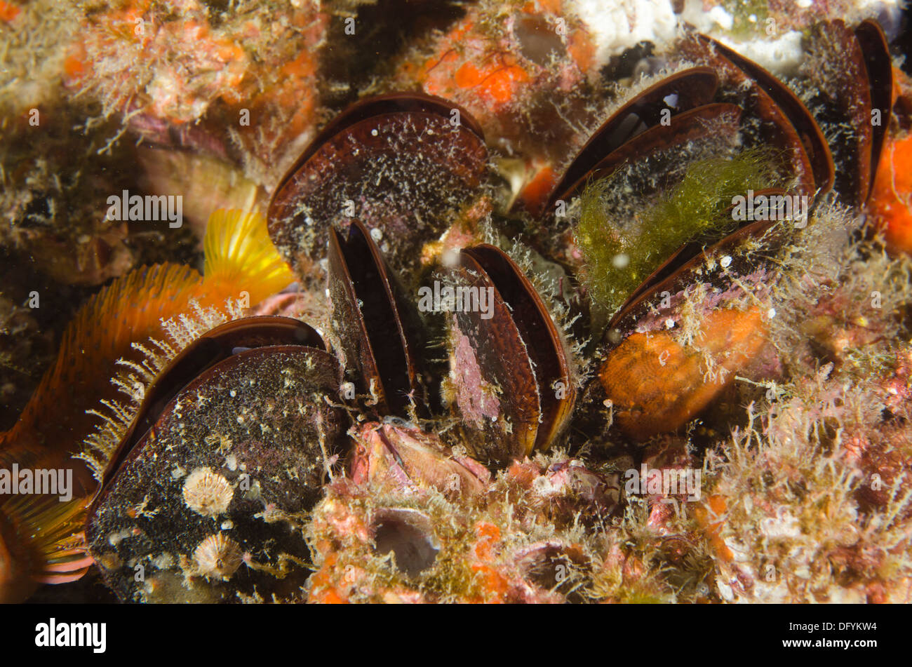 Mussel underwater hi-res stock photography and images - Alamy