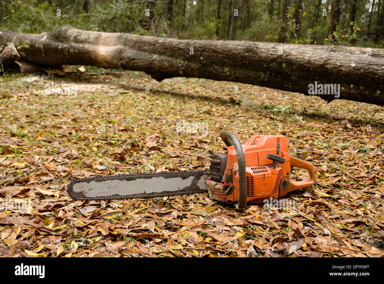 Cutting up felled trees into smaller pieces for removal Stock Photo - Alamy