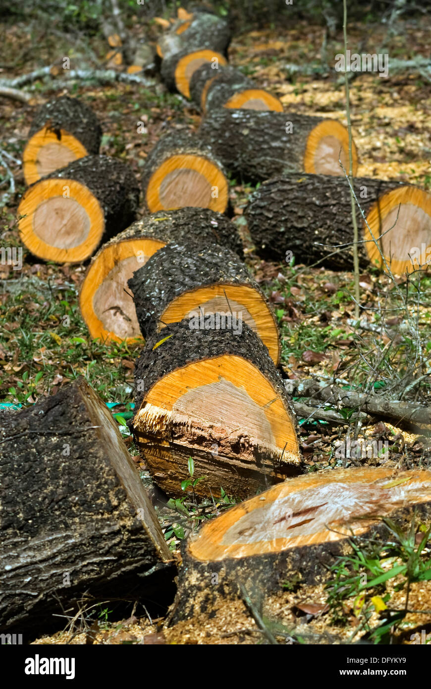 Cherry tree logs from felling tree Stock Photo - Alamy