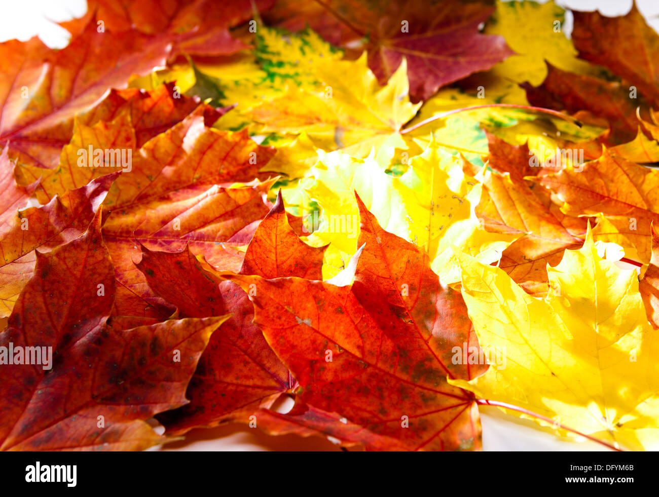 dry maple leaf Stock Photo - Alamy