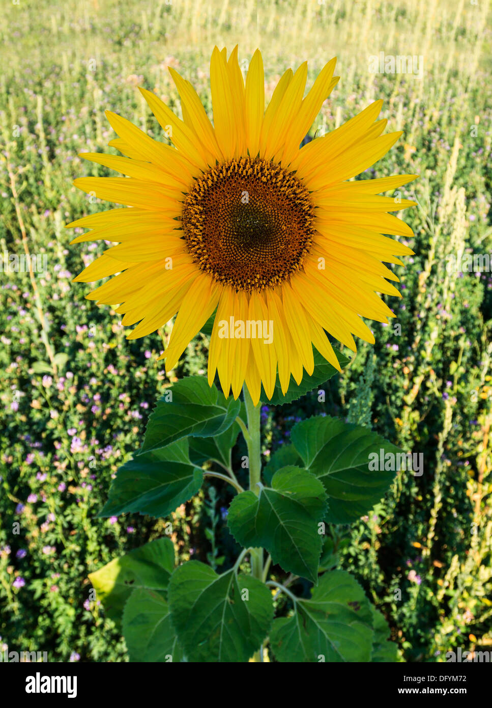 Unique sunflower hi-res stock photography and images - Alamy