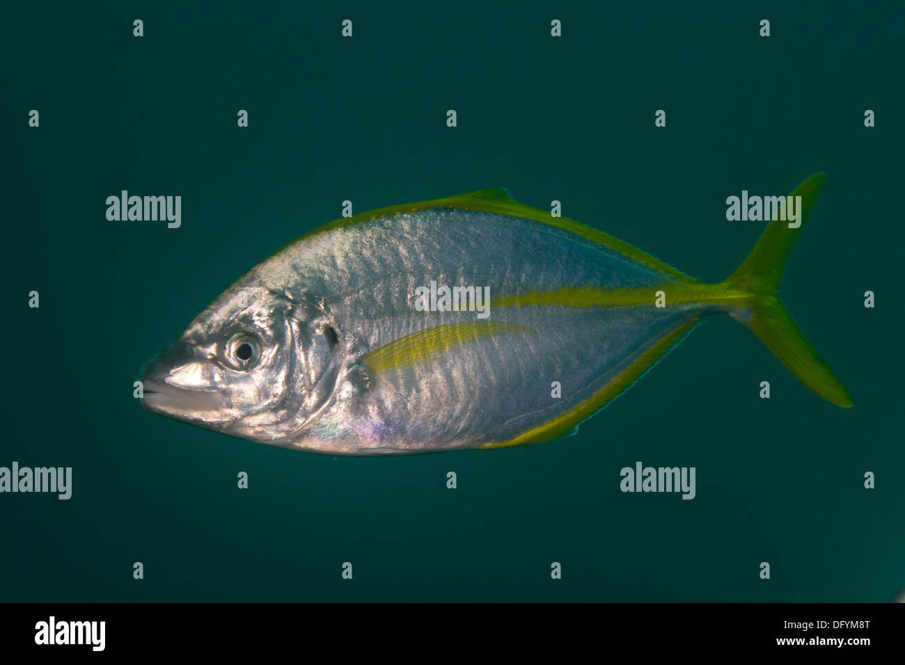 Carangidae hi-res stock photography and images - Alamy