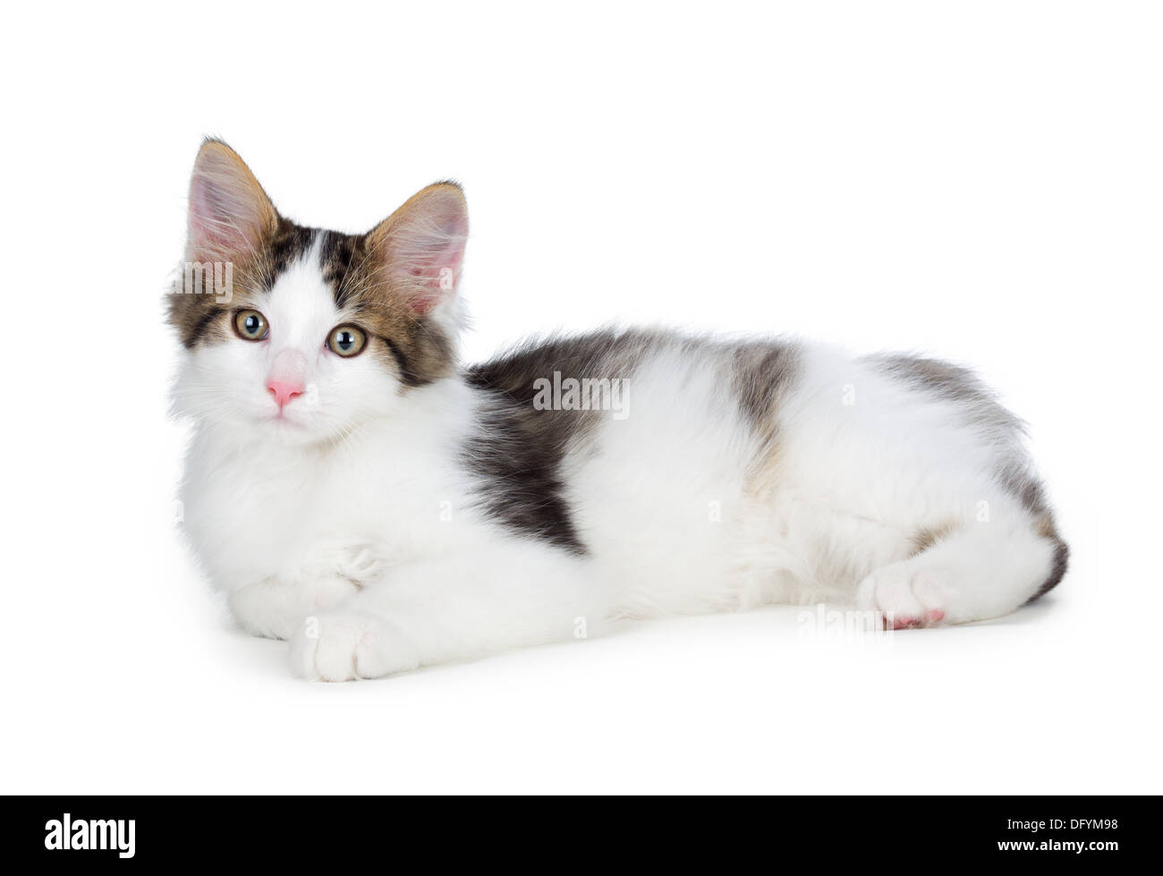 Cute kitten on a white background Stock Photo - Alamy