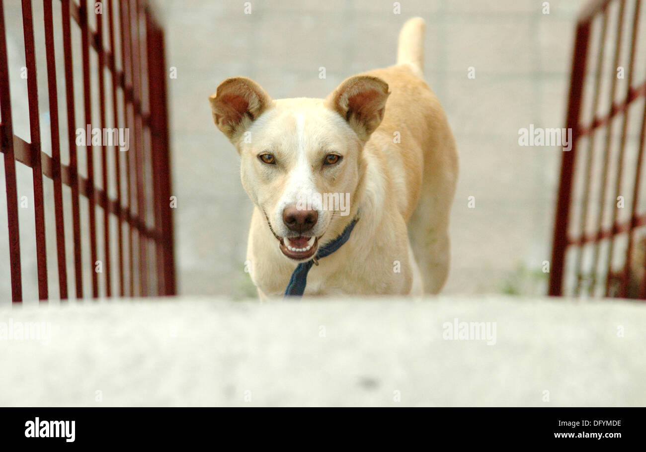 Dog Hurt Leg Running Up Stairs at Darcy Simoi blog