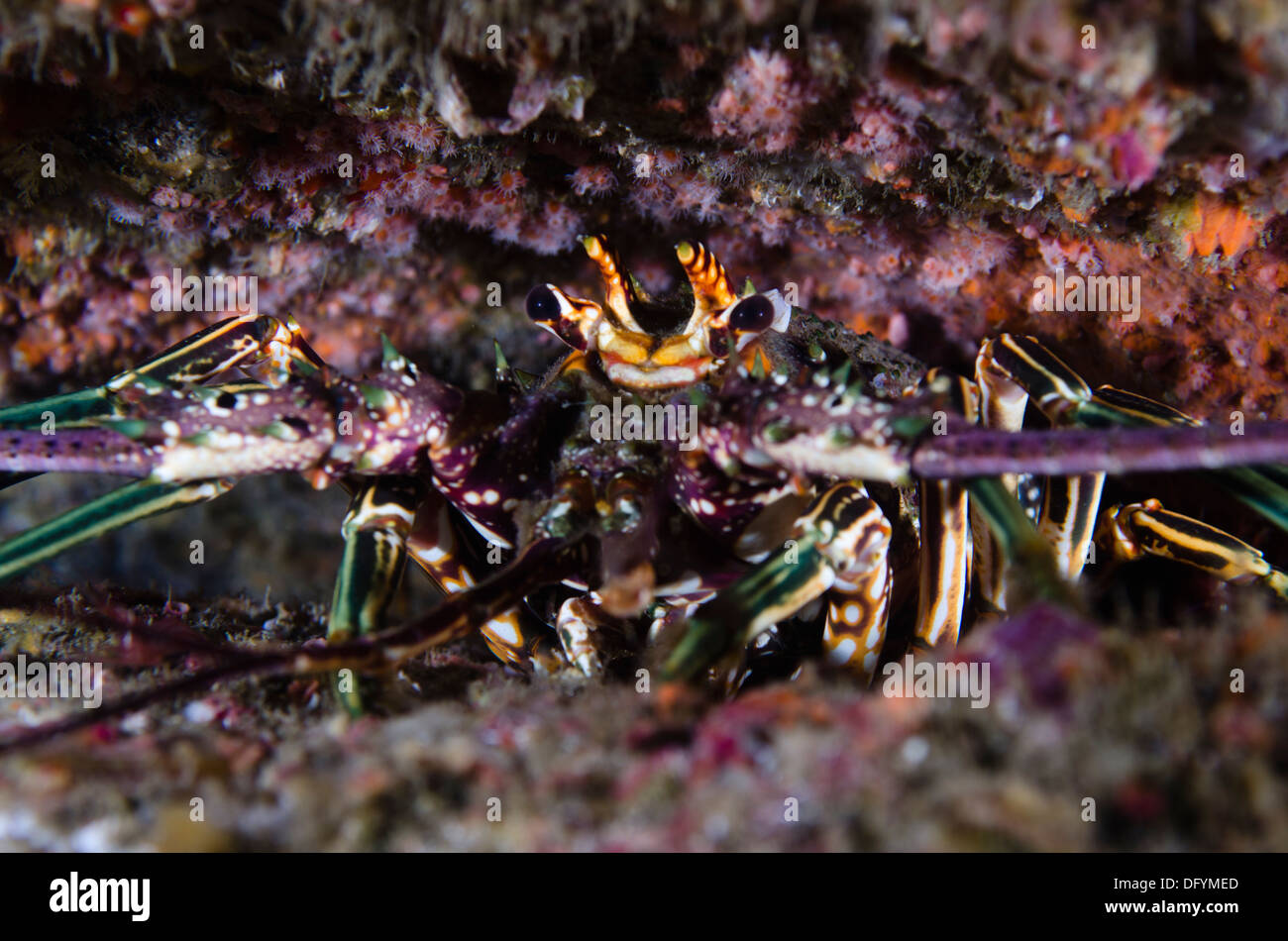 Lobster genus Panulirus, underwater laje de Santos Marine State Park ...