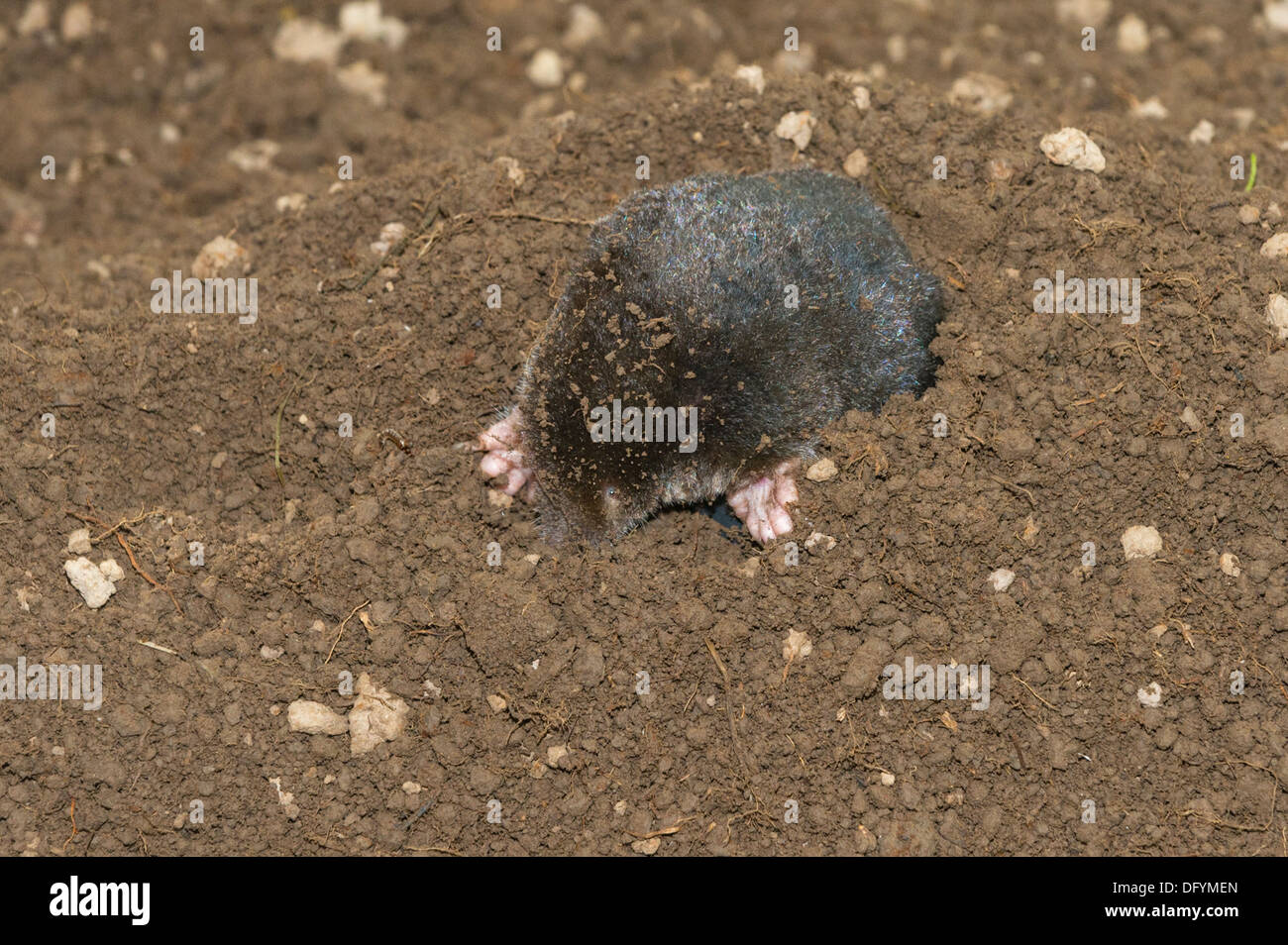 European mole worm hi-res stock photography and images - Alamy