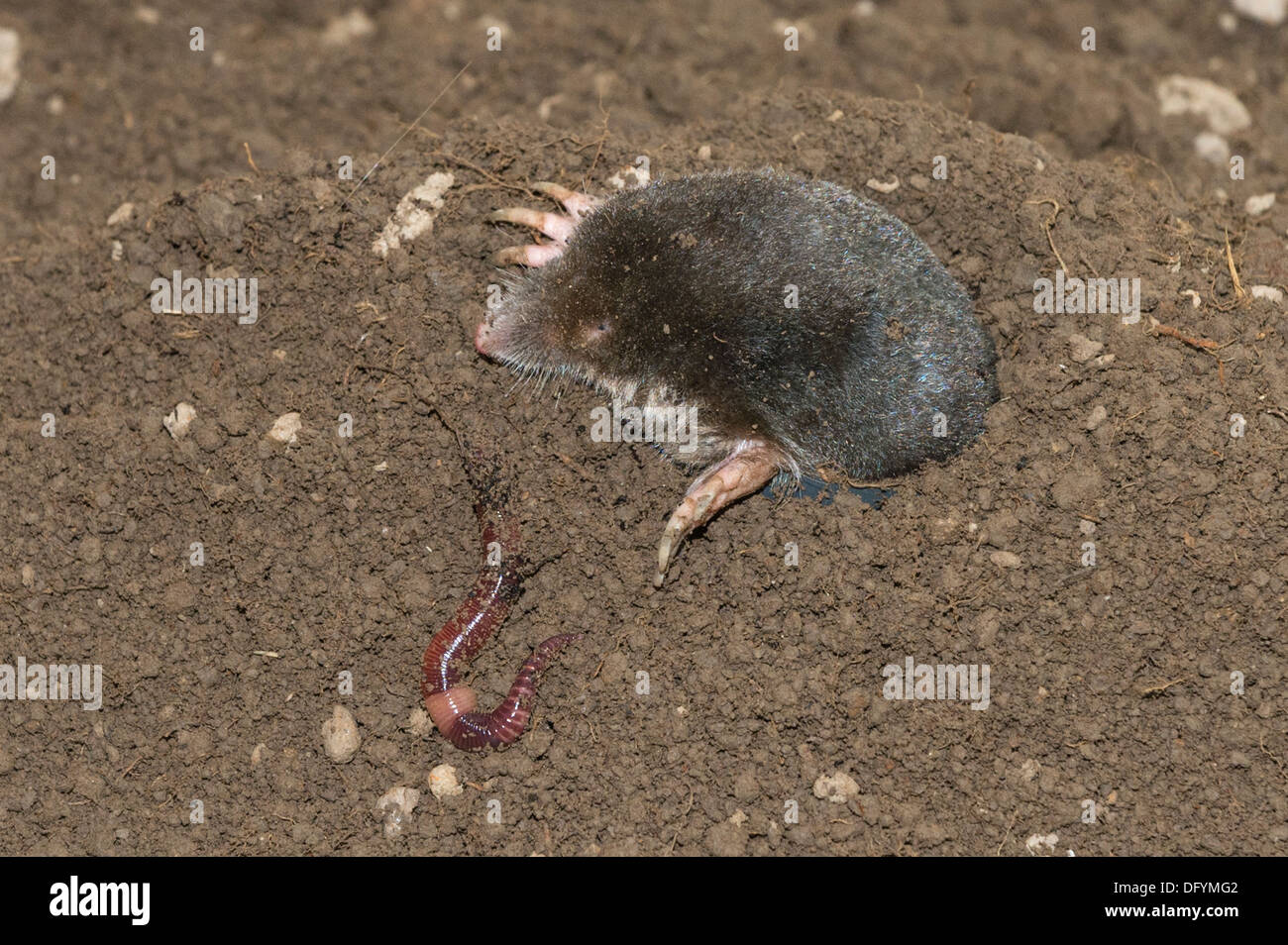 A European Mole emerging from its burrow Stock Photo - Alamy
