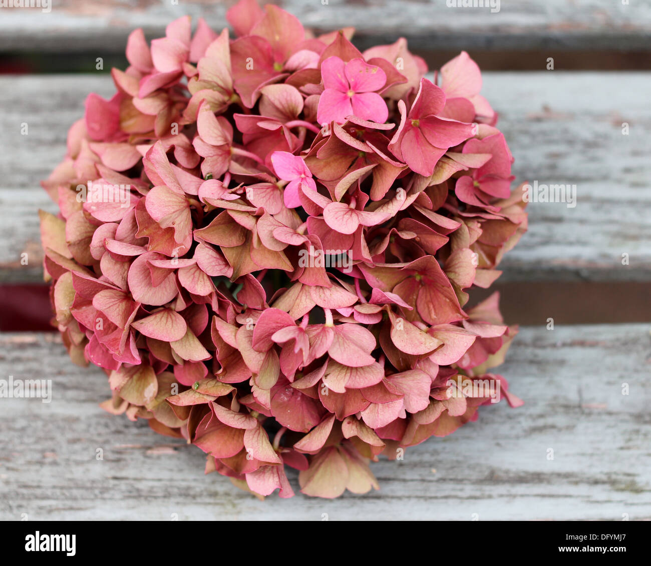 Hydrangea field hi-res stock photography and images - Alamy