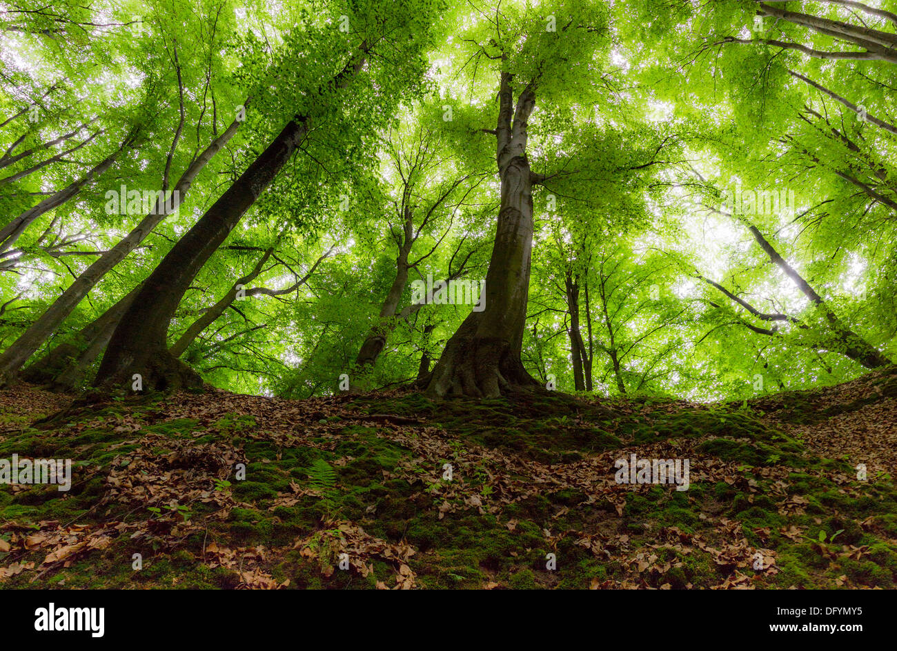 Light shining through trees hi-res stock photography and images - Alamy