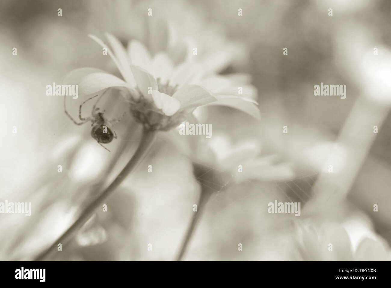 Spider and daisy Stock Photo - Alamy