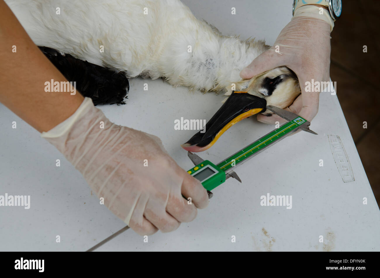 Necropsy hi-res stock photography and images - Alamy