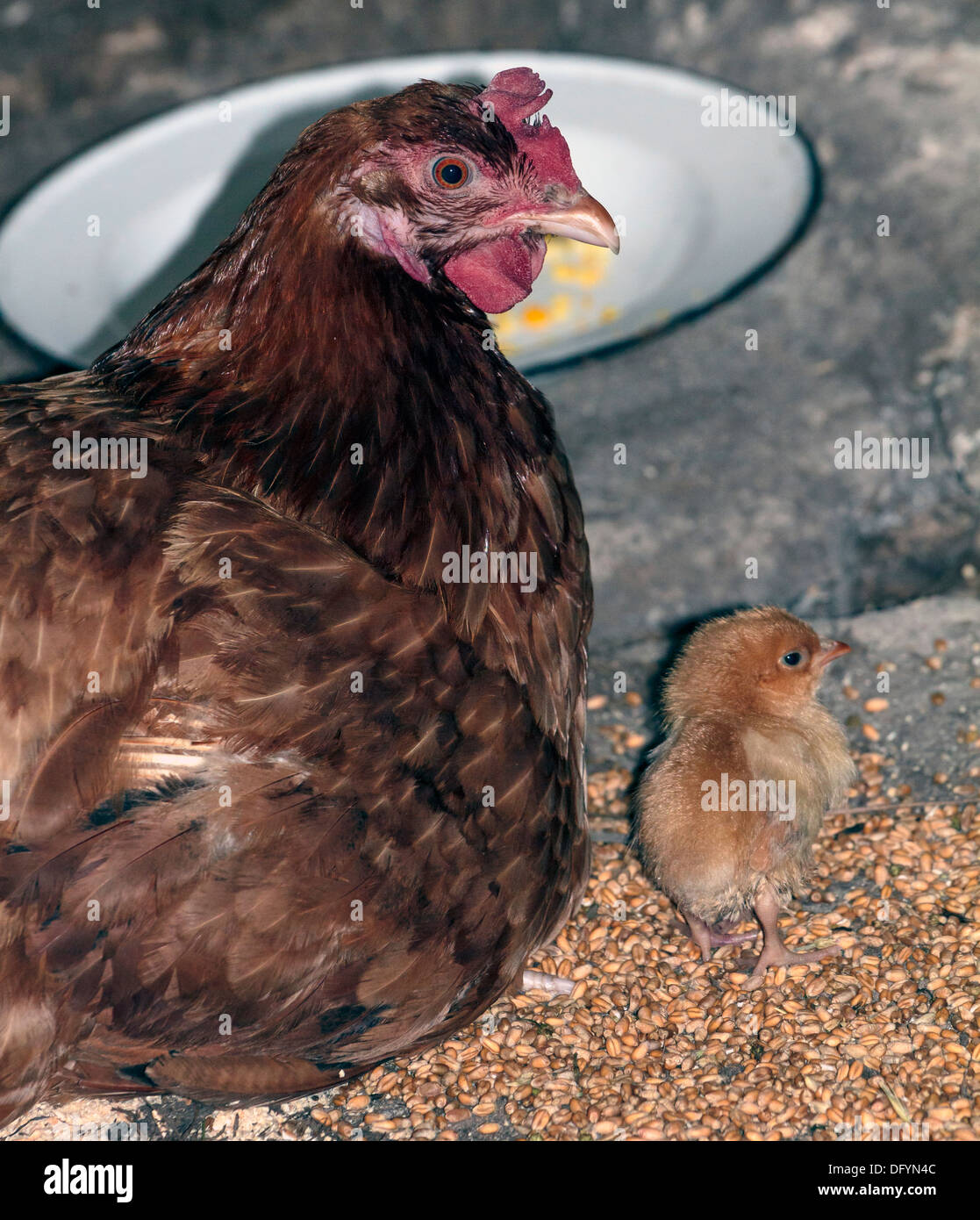 a photo of a hen with small chicken in a barn Stock Photo - Alamy