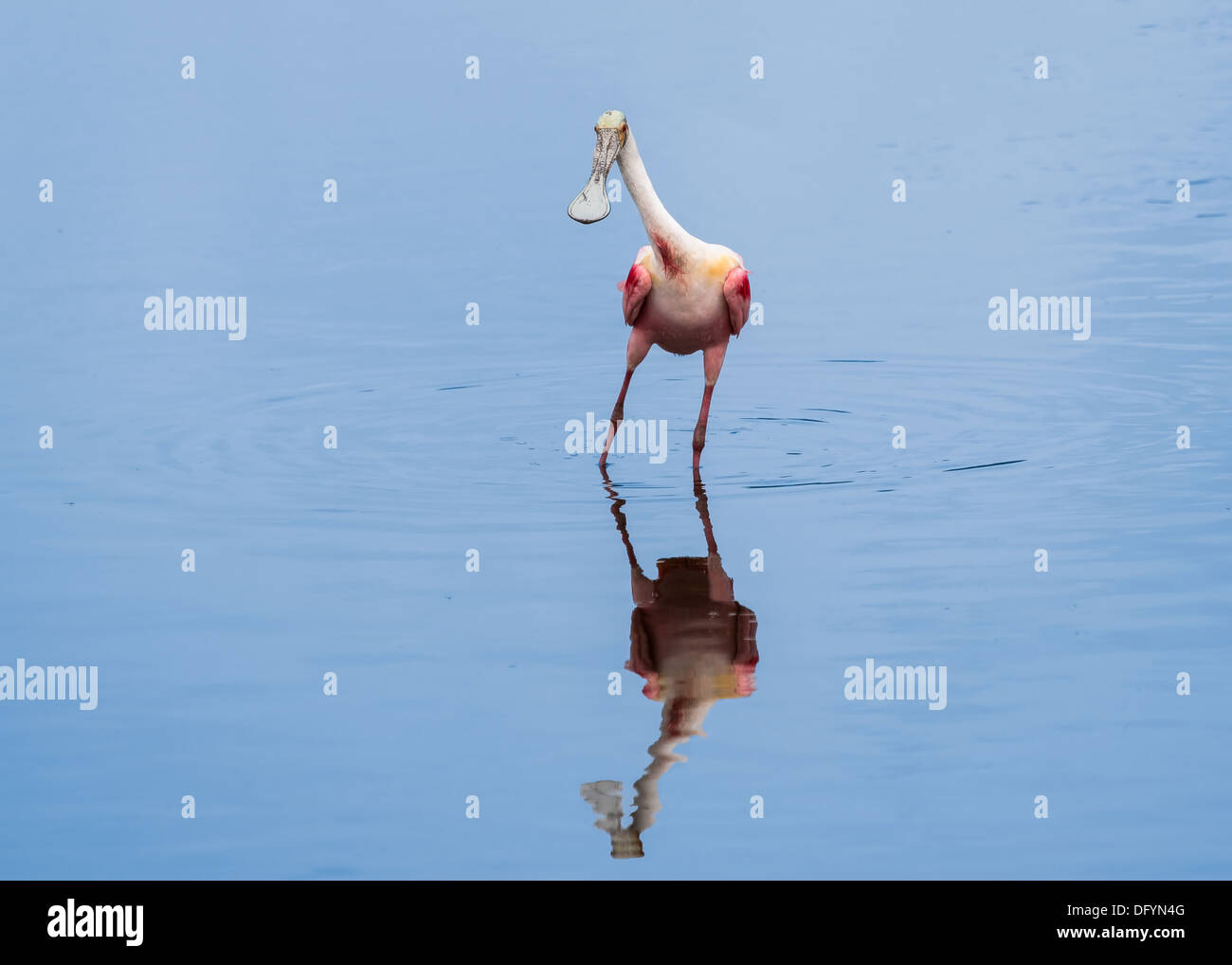 Roseate spoonbill ajaia ajaia red spoonbill hi-res stock photography ...