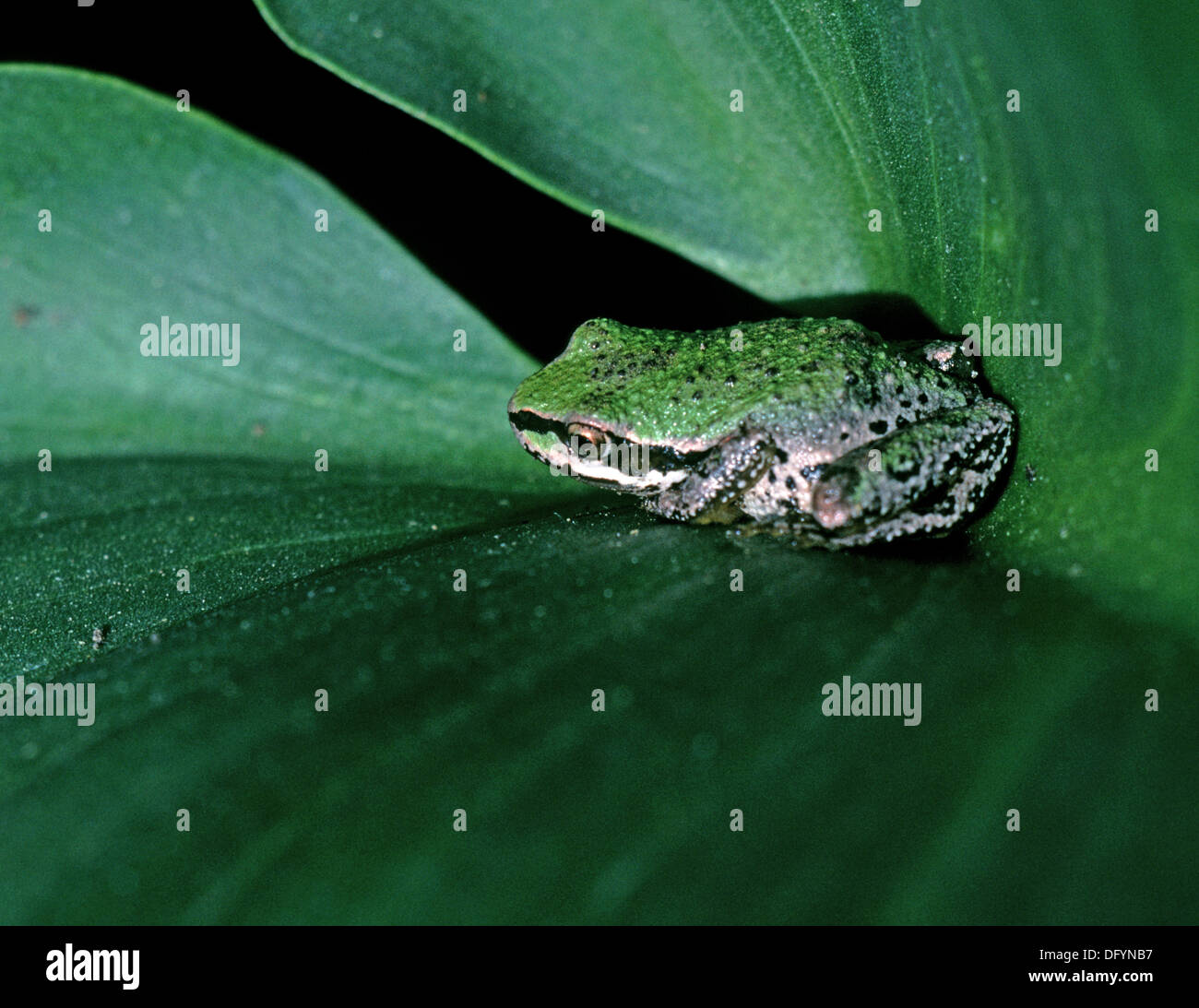 Pacific tree frog on leaf hi-res stock photography and images - Alamy