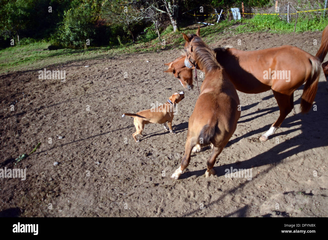 Dog interacting with horses Stock Photo - Alamy