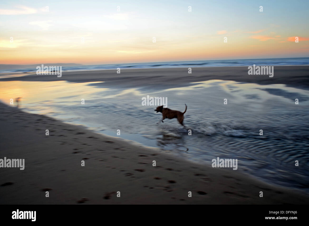 Dog running on the beach at sunset hi-res stock photography and images ...