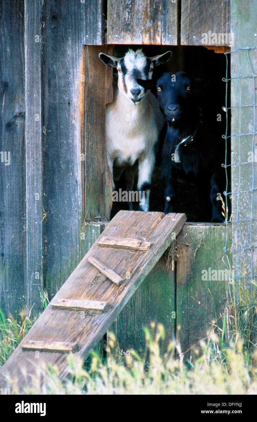 Two billy goats hi-res stock photography and images - Alamy