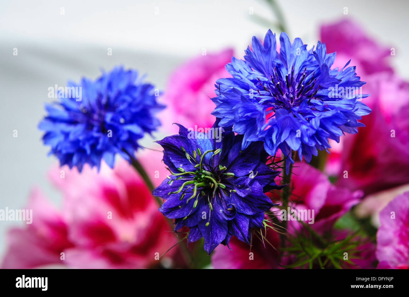 Flower display at a village flower show Stock Photo - Alamy