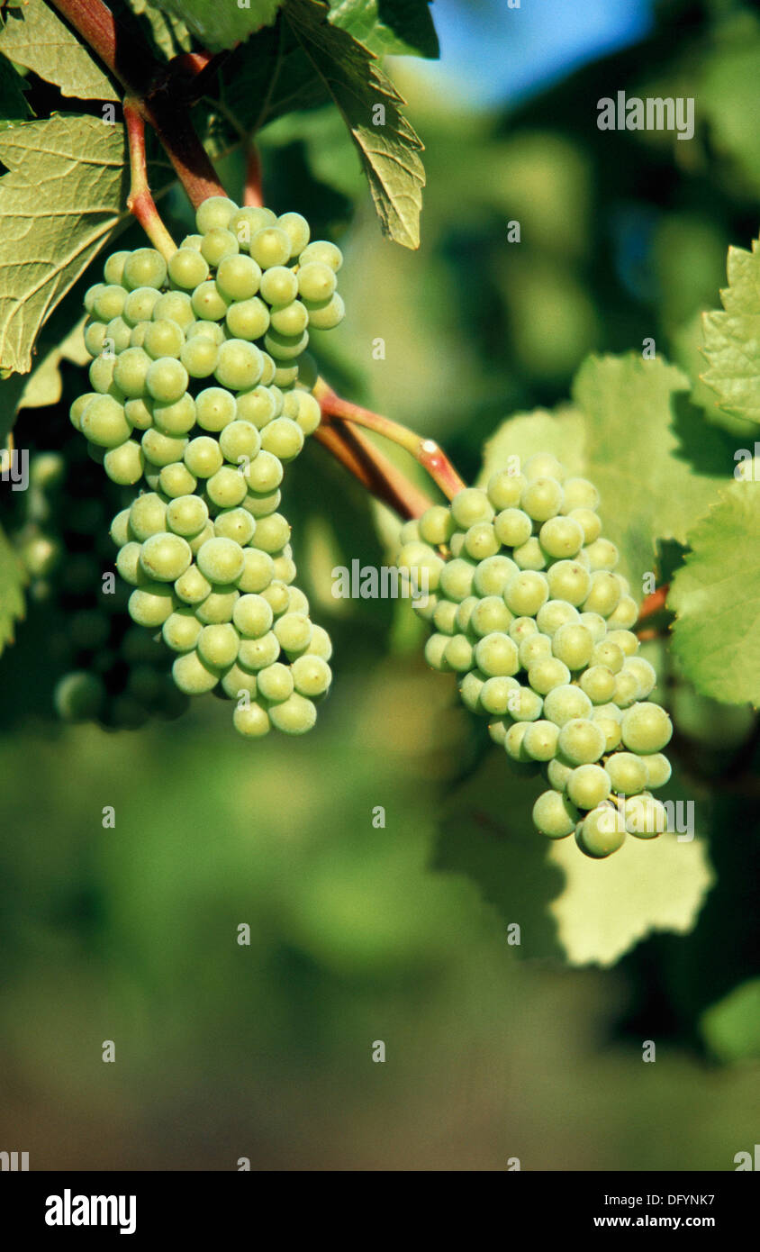 Grapes on vine Stock Photo - Alamy