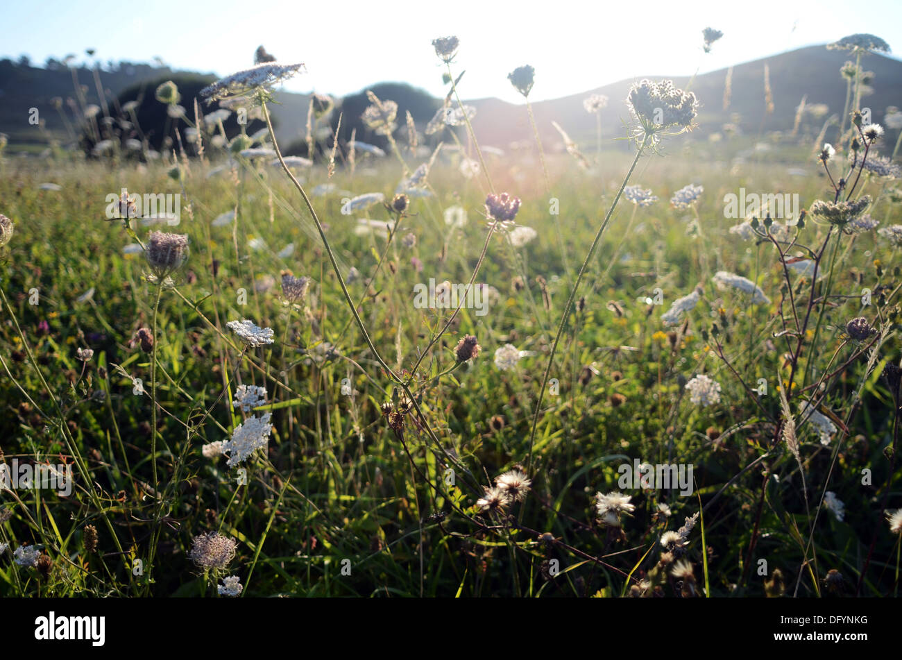Beautiful landscapes next to Torimbia beach, Llanes Stock Photo - Alamy