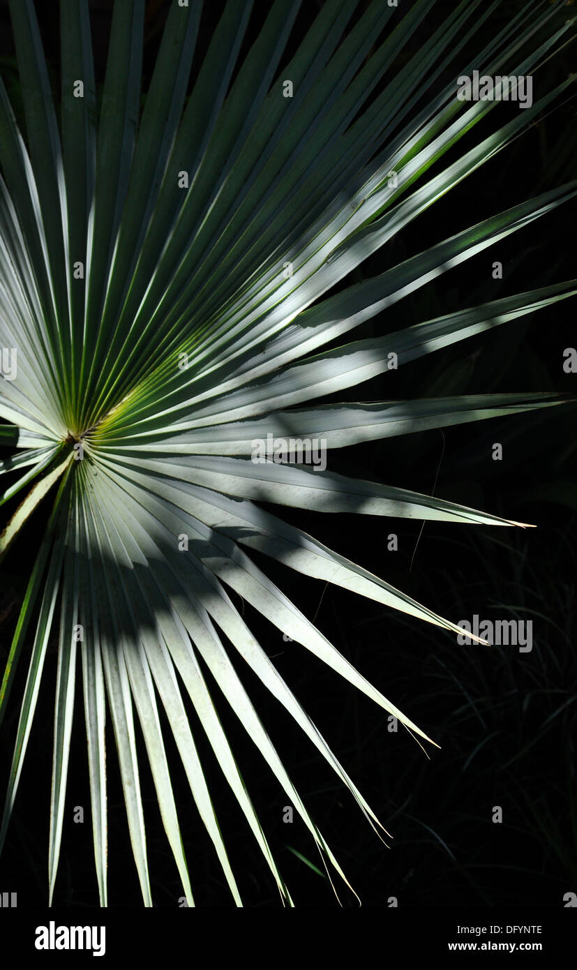 Plant with sharp leaves hi-res stock photography and images - Alamy