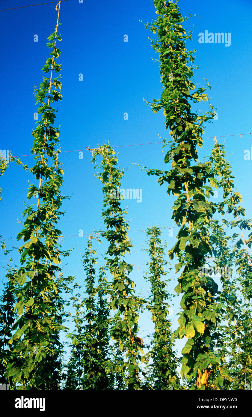 Willamette hops hi-res stock photography and images - Alamy
