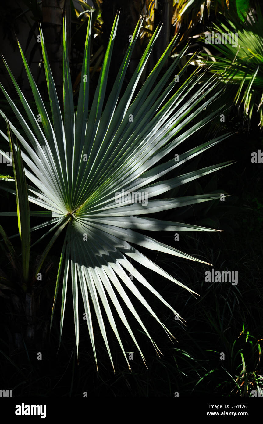 Plant with sharp leaves hi-res stock photography and images - Alamy