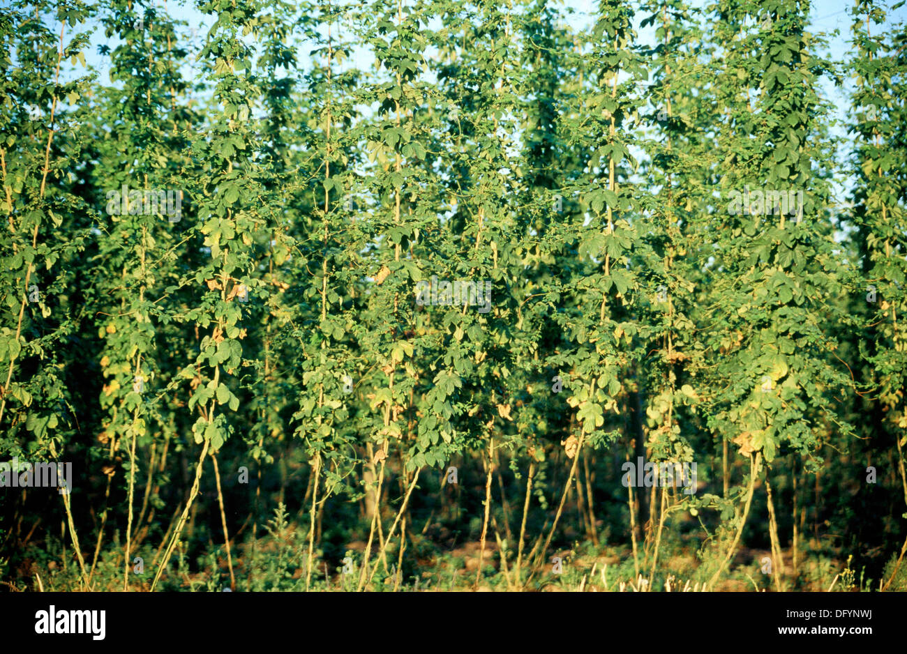 Hops farm hi-res stock photography and images - Alamy