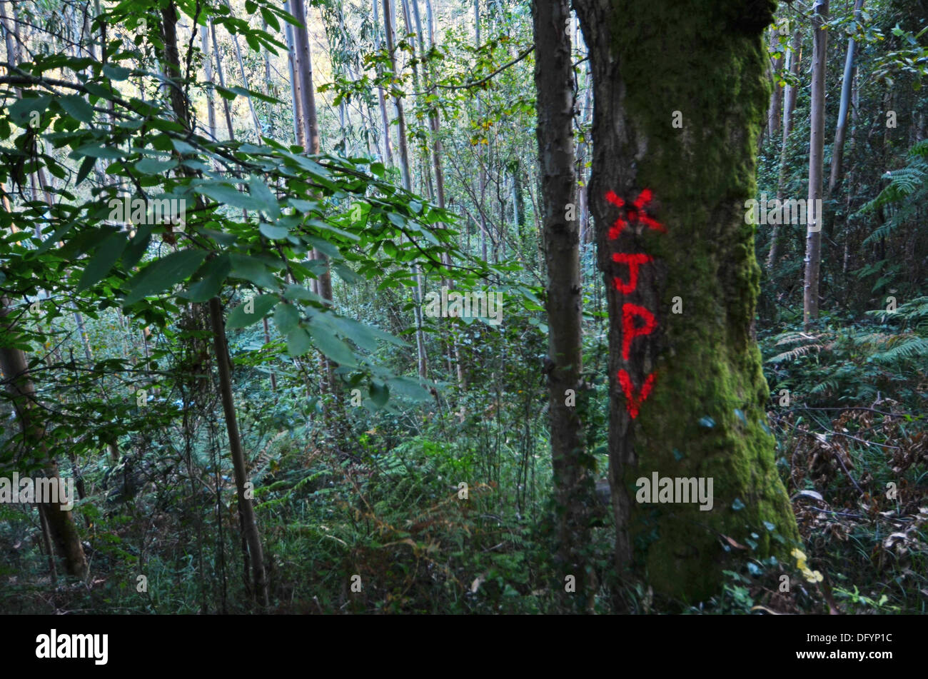 Tree log marked in forest, Asturias Stock Photo - Alamy