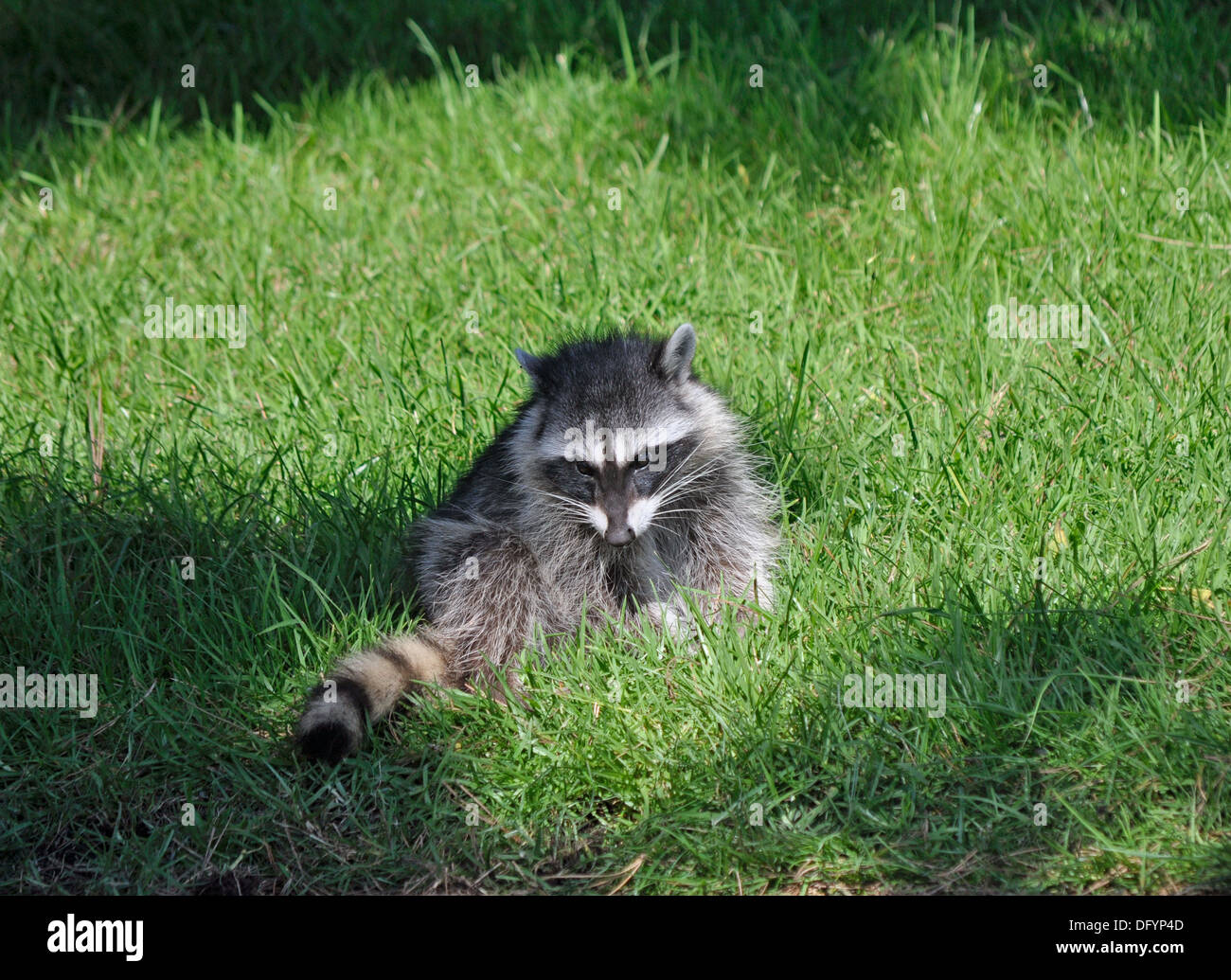 North american racoon hi-res stock photography and images - Alamy