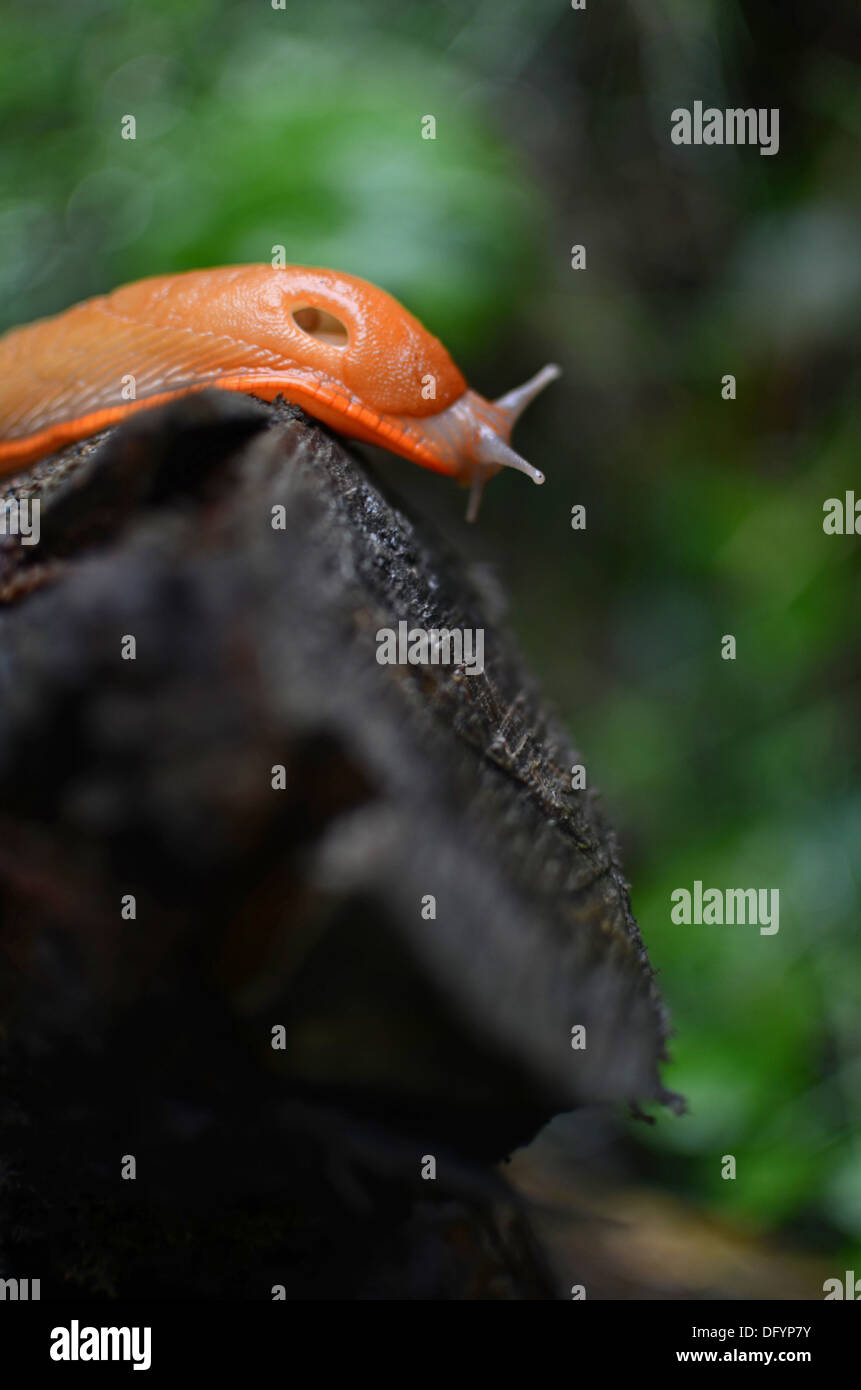 Orange forest slug (Arion rufus), Asturias Stock Photo - Alamy