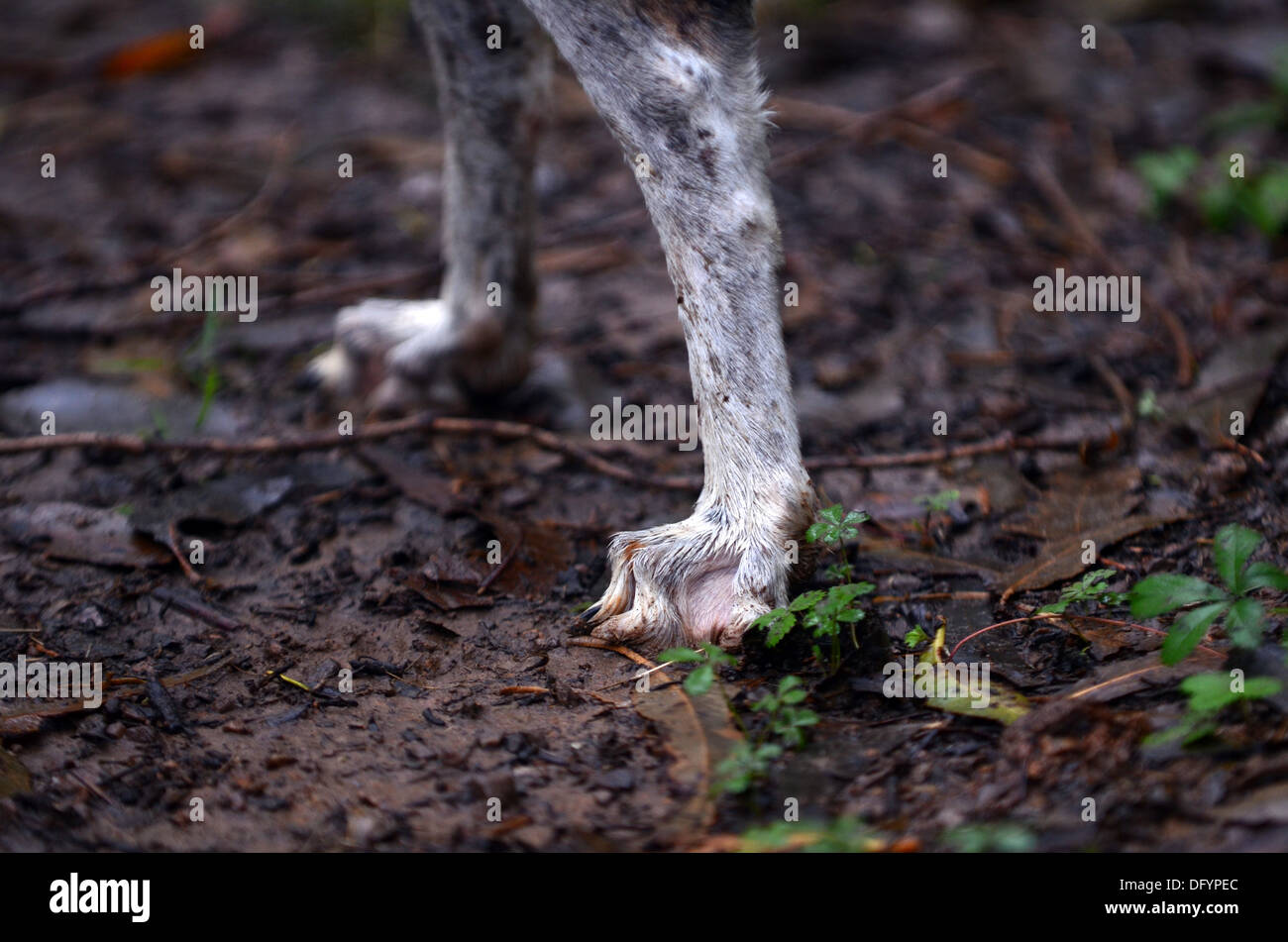 Close up shot of Spanish Greyhound leg in forest, Asturias, Spain Stock ...