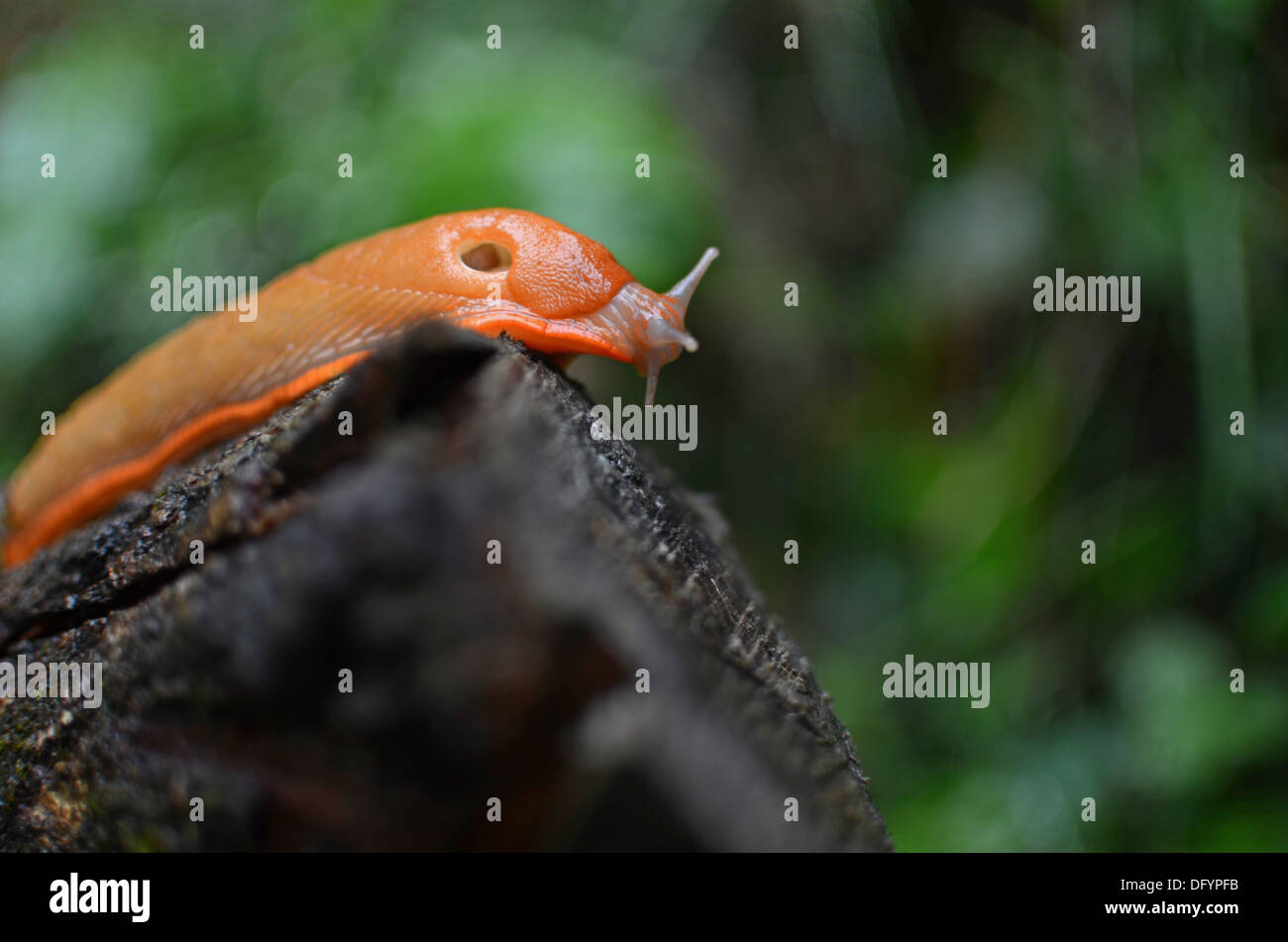 Orange slug hi-res stock photography and images - Alamy