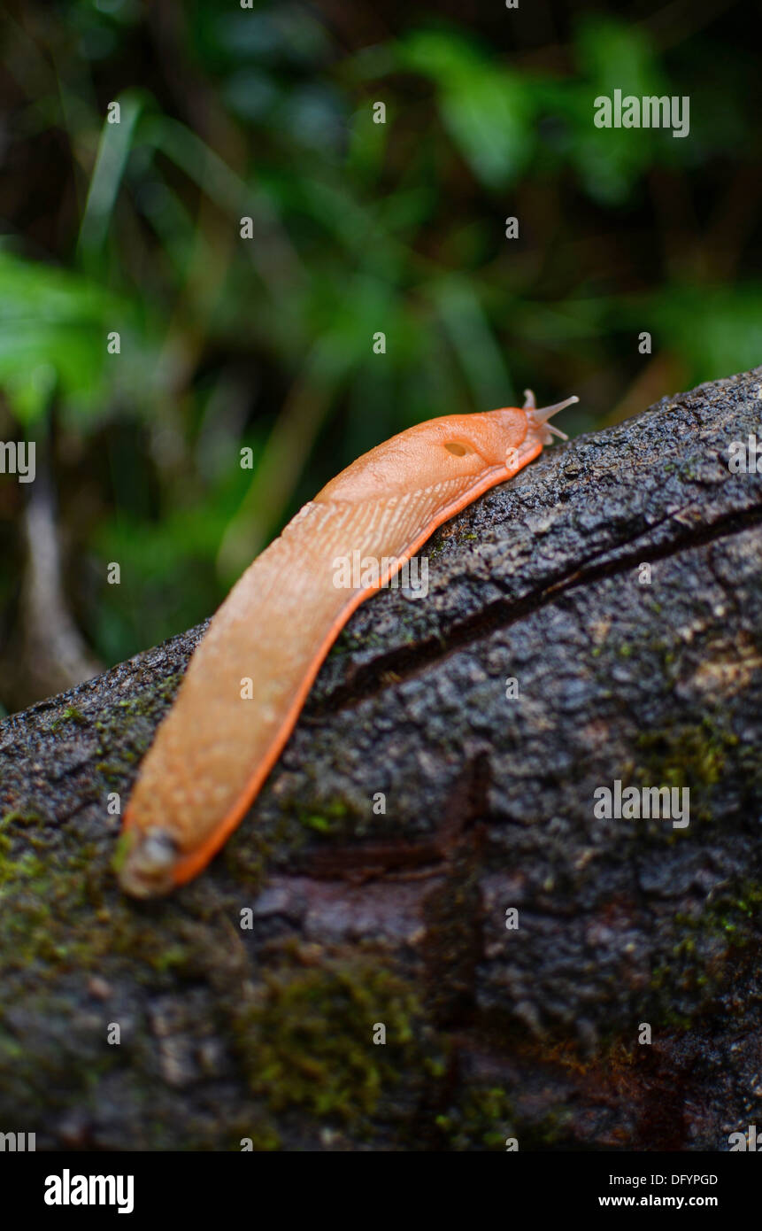 Orange forest slug (Arion rufus), Asturias Stock Photo - Alamy