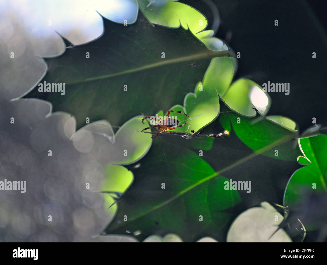 spider on a bush in San Francisco backyard garden Stock Photo - Alamy
