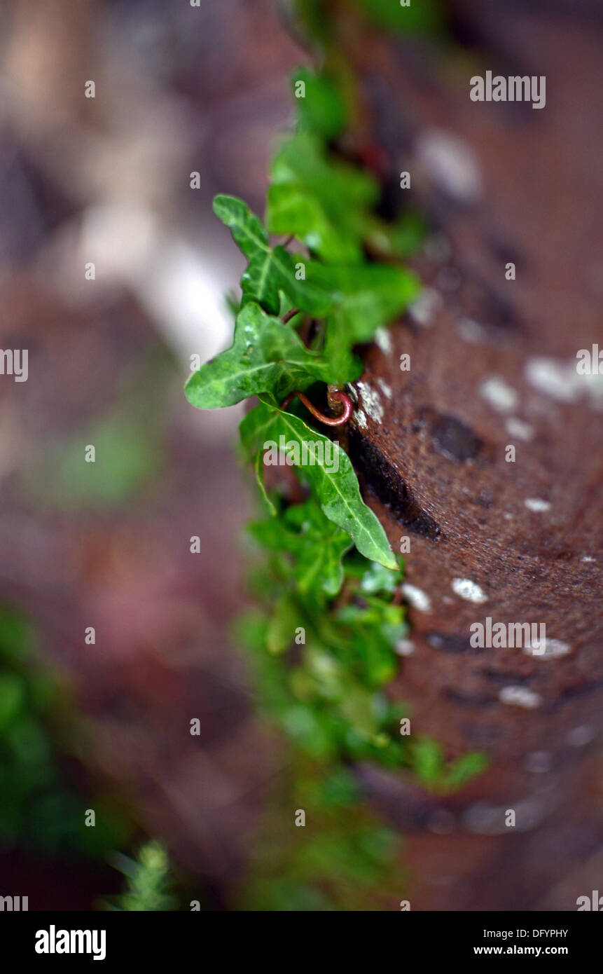 Clinging plants hi-res stock photography and images - Alamy