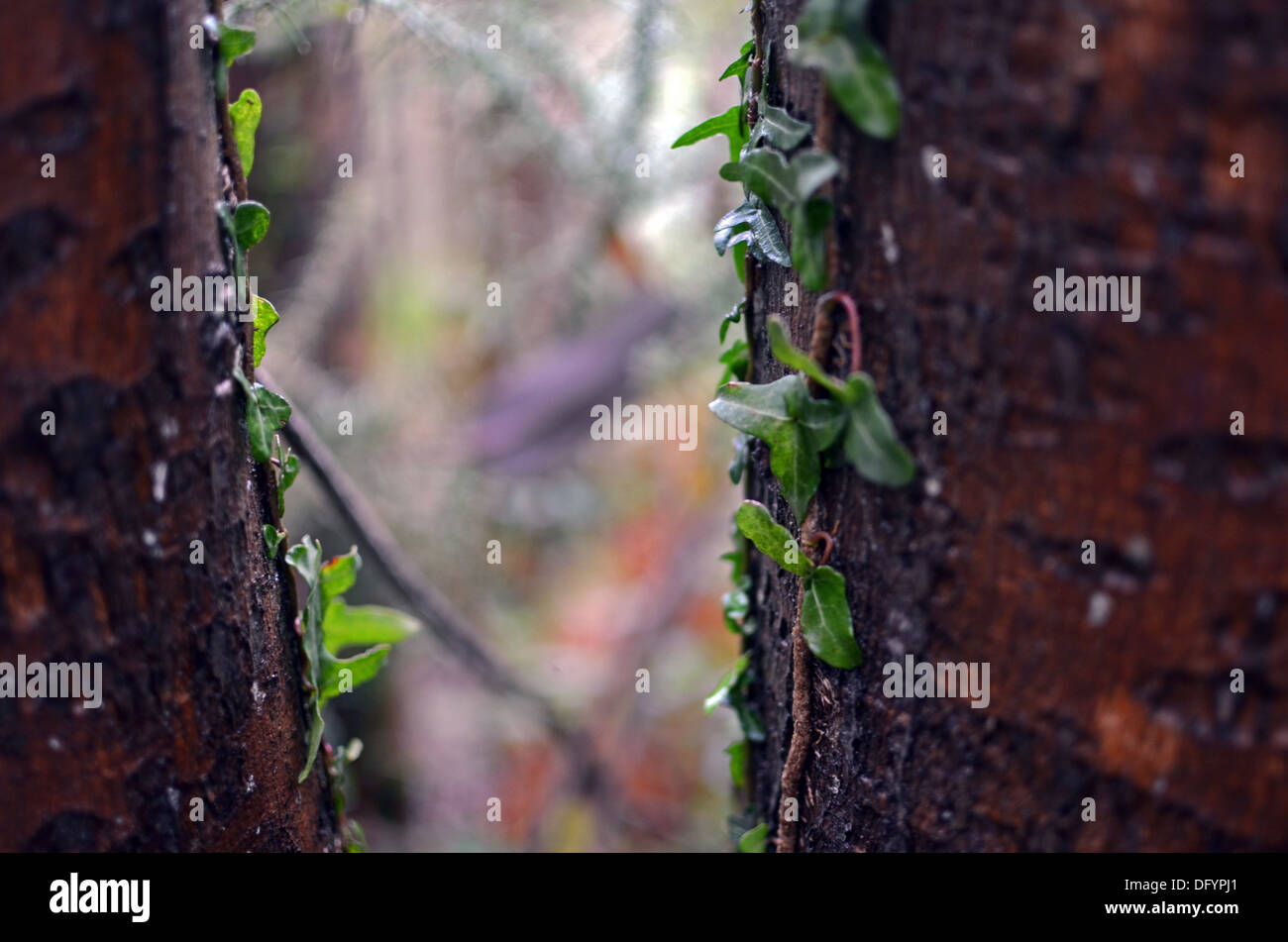 Clinging plants hi-res stock photography and images - Alamy