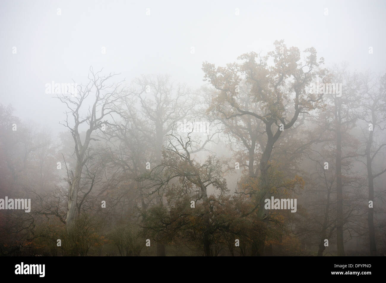 Misty Woods Low Saxony Germany Stock Photo - Alamy