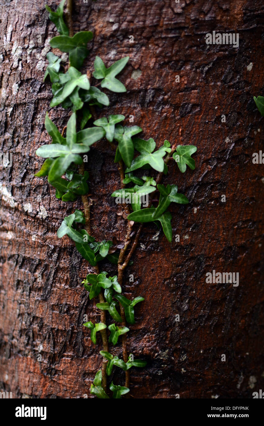Clinging plants hi-res stock photography and images - Alamy