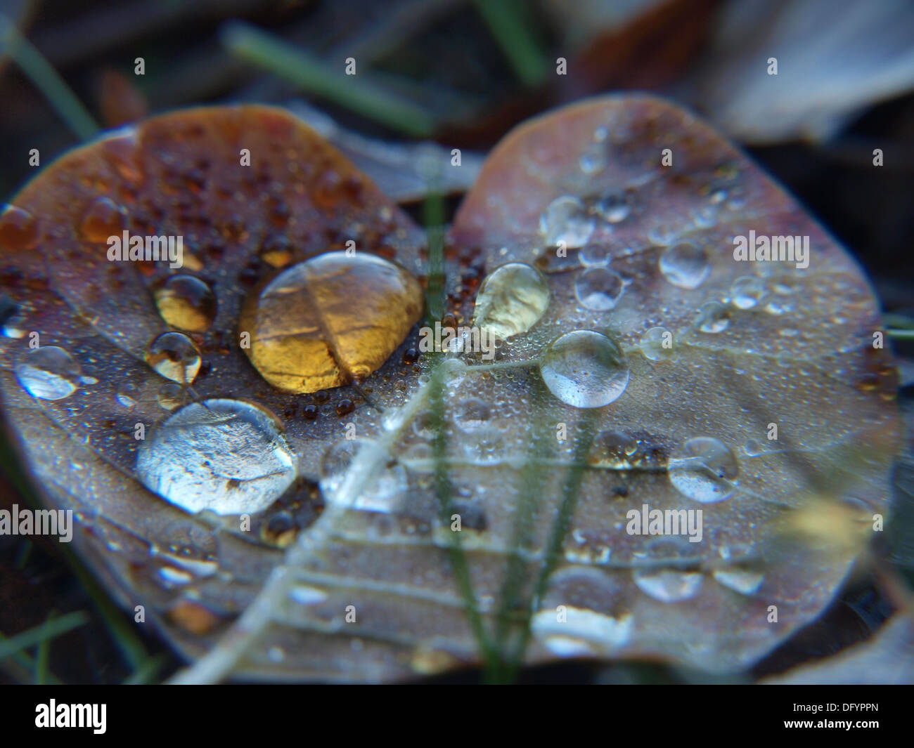 rain drop on an autumn leaf Stock Photo - Alamy