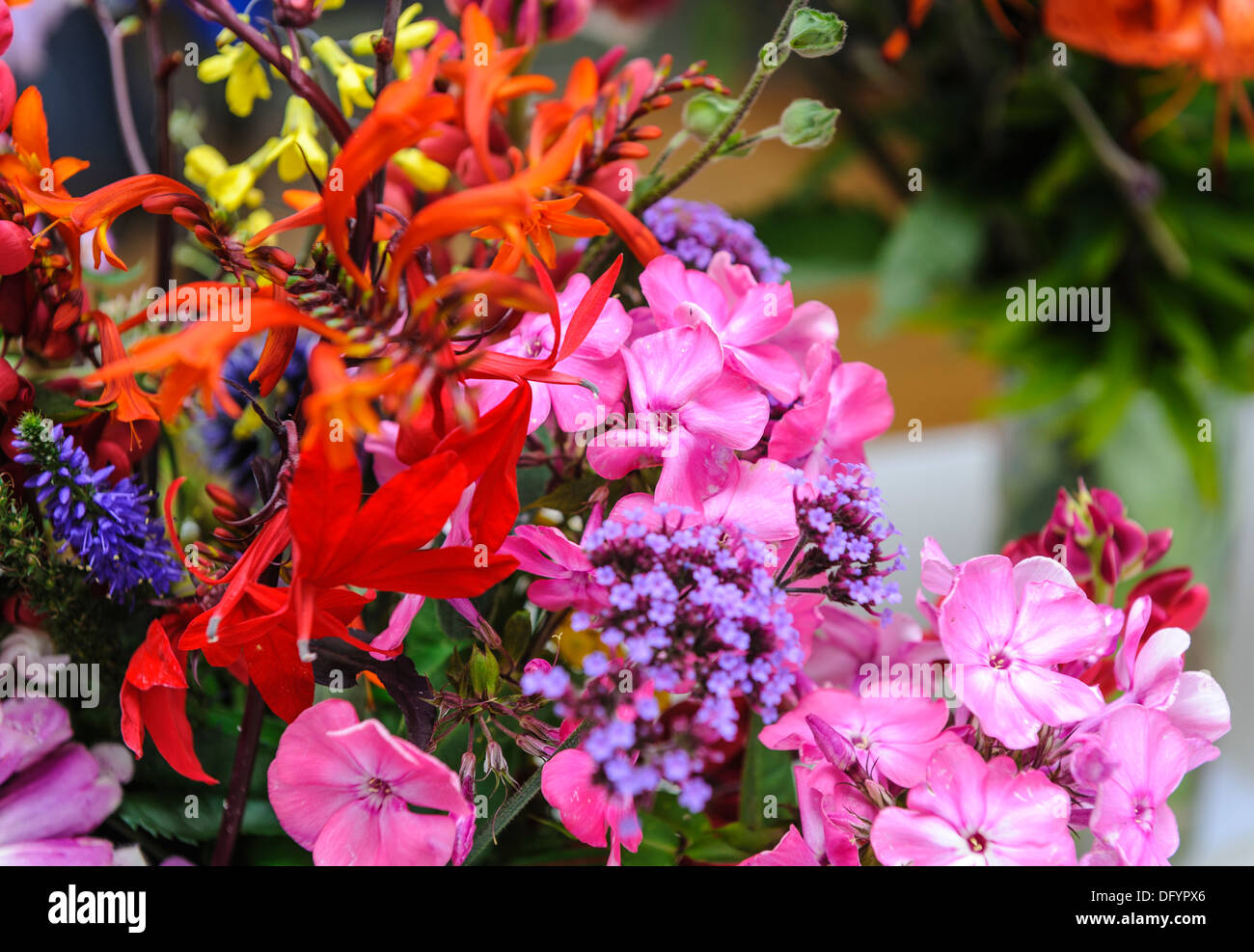 Flower display at a village flower show Stock Photo - Alamy