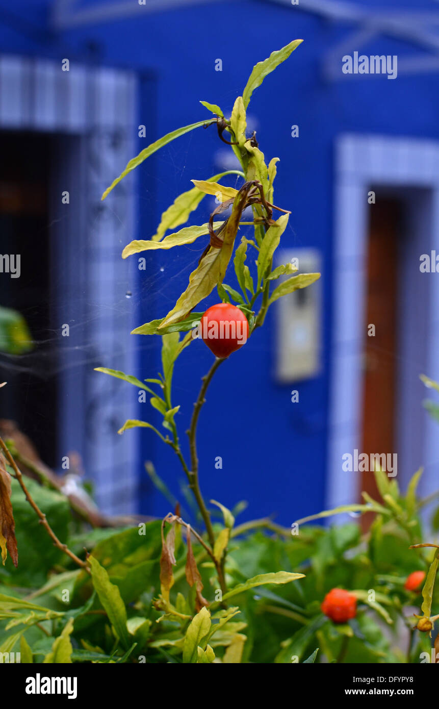 Tomato tree in home garden Stock Photo - Alamy